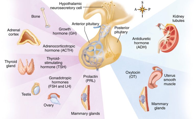 Anatomy of the Pituitary Gland – Learn HCIS – LVN and MA Certification