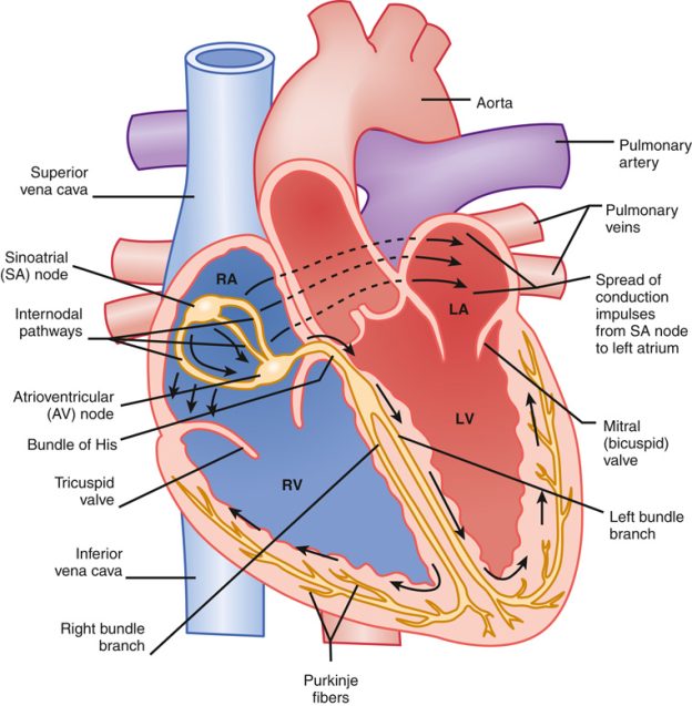 Anatomy of the Cardiovascular System – Learn HCIS – LVN and MA ...