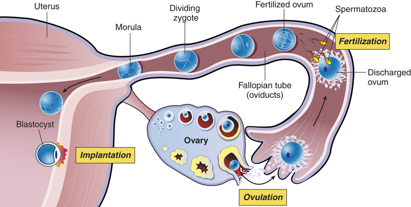 Anatomy and Physiology of the Female Reproductive System – Learn HCIS ...