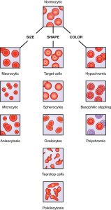 Preparing and the Examination of Blood Smears – Learn HCIS – LVN and MA ...